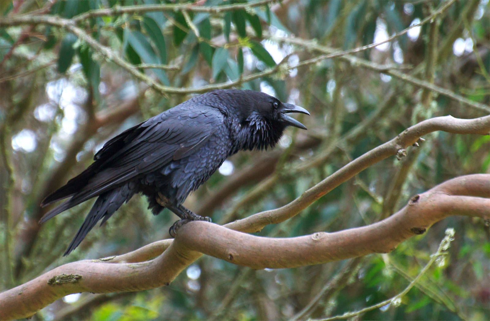 NW Bird Blog: Common Raven